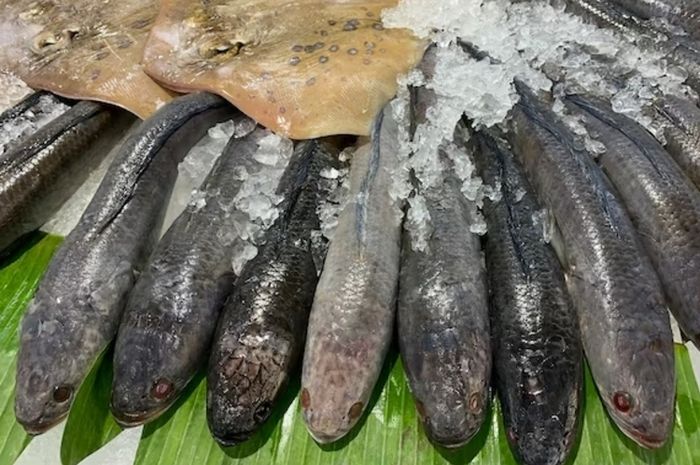 Dijual Murah Meriah di Indonesia, Siapa Sangka Ikan Gabus Punya Manfaat ...