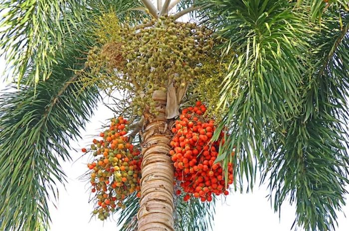 7 Manfaat Luar Biasa Jus Pinang Muda untuk Wanita, dari Kecantikan ...