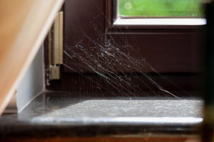 Jangan Sampai Dijuluki Rumah Hantu, Begini Cara Cepat Mengatasi Sarang ...