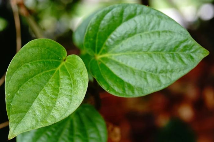 Jangan Malu Dibilang kaya Nenek-nenek Karena Sering Bawa Sirih, Efeknya ...