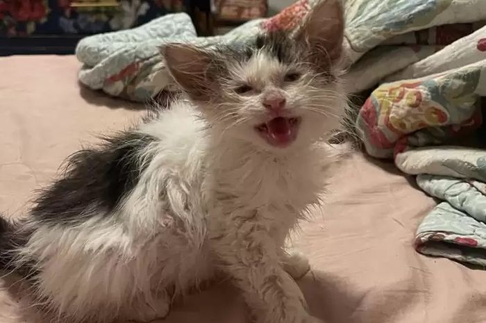 Punya Penampilan Unik, Bulu Anak Kucing Ini Selalu Terlihat Berdiri - Bobo