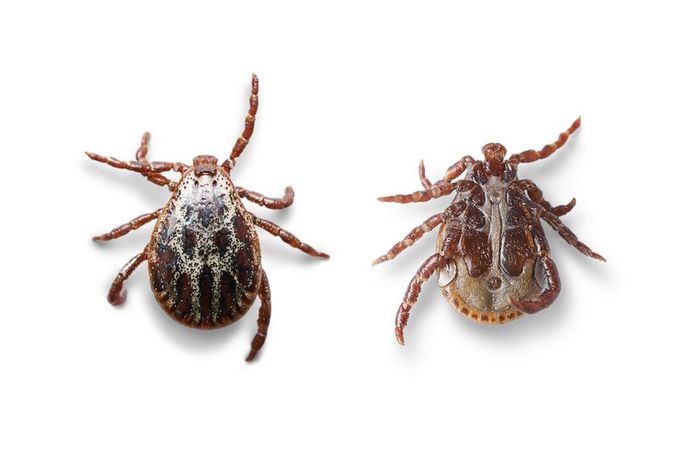 Waspada Bentol-Bentol Merah Akibat Kutu Kasur, Ini Cara Mengobatinya - Kids