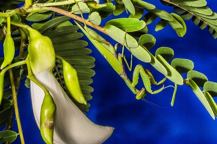 Sering Disajikan dalam Hidangan Pecel, Ini 5 Khasiat Mengonsumsi Bunga ...