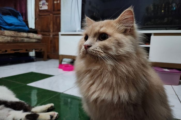 Apa Tanda Kucing Terlalu Manja? - Adjar Apa Tanda Kucing Terlalu Manja? - Adjar