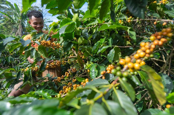 Lembah Colol, Sesap Riwayat Cerita Kopi Rakyat Manggarai - Halaman 4 - National Geographic
