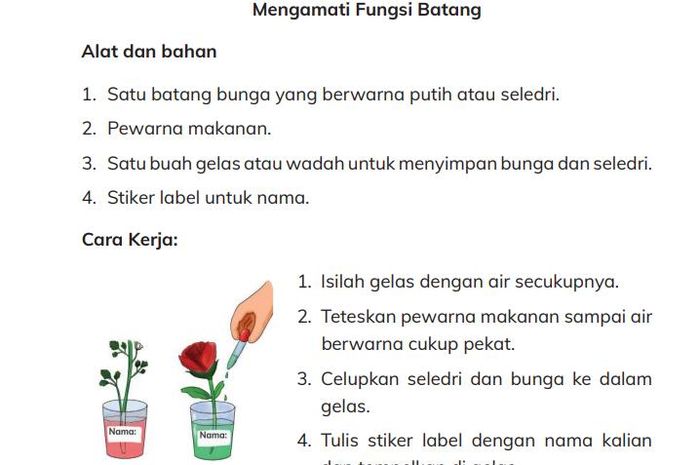 Jawaban dari Mengamati Fungsi Batang, IPAS Kelas 4 SD Kurikulum Merdeka ...