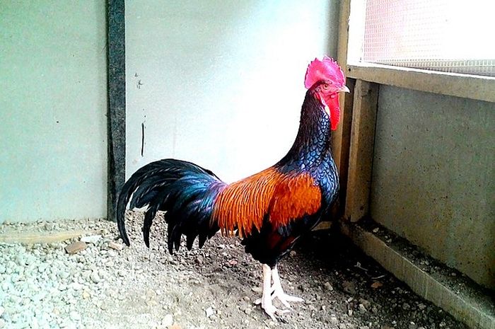 Ayam Hutan Merah Jawa