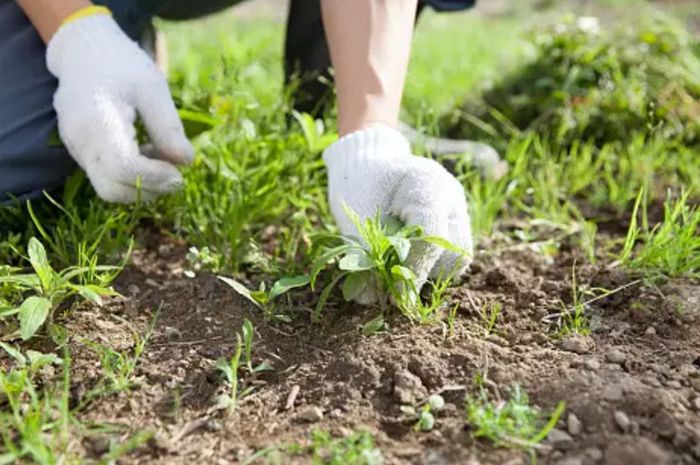 Pakai Air Mendidih, Begini Cara Membasmi Rumput Liar di Halaman Rumah ...