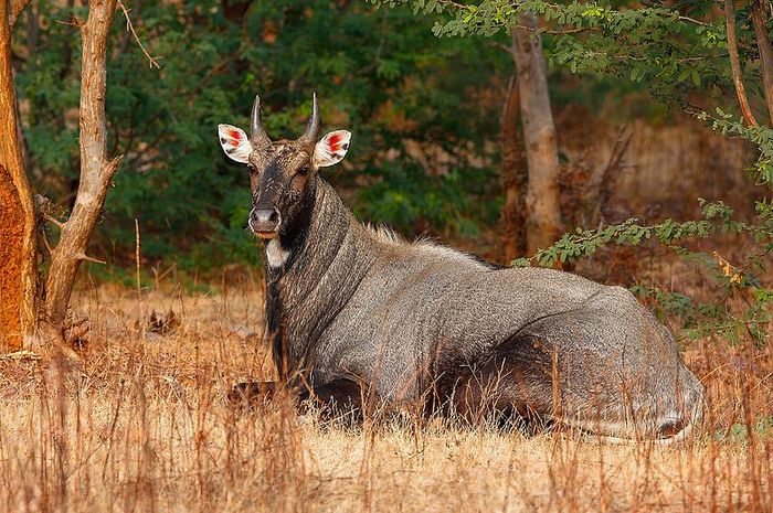 5 Fakta Unik Nilgai, Antelop India yang Bisa Bertahan Lama Tanpa Minum ...