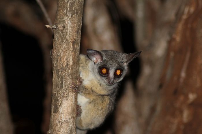 5 Fakta Unik Tarsius, Primata Terkecil di Dunia dengan Bola Mata Besar ...