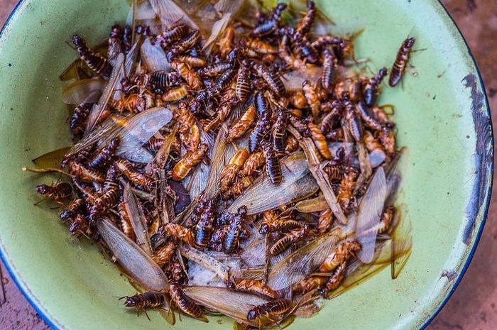 Kasihan Keluarga Kalau Lampu Dimatikan, Laron Tidak Akan Kembali Kalau ...