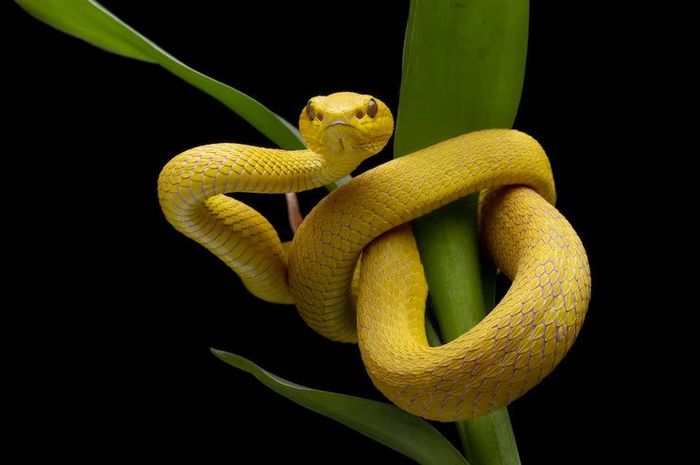 Peringatan Hari Ular Sedunia 16 Juli, Apa Saja Peran Ular bagi ...