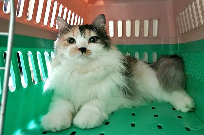 Mengapa Kucing Senang Memijat Pemiliknya? - Adjar