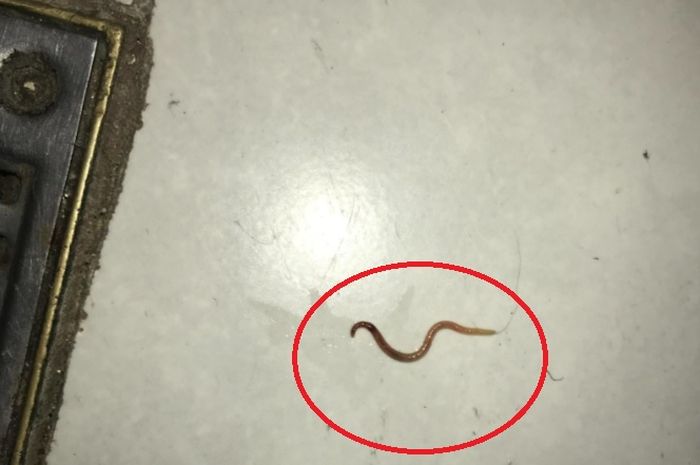 Ternyata Bukan Disiram Air Biasa, Cara Paling Ampuh Mengusir Cacing di ...