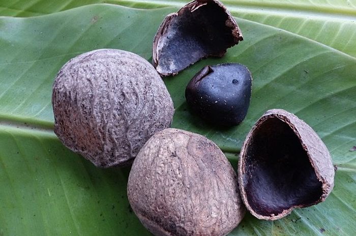 3 Manfaat Kluwek dalam Keseharian, dari Obat Kulit sampai Pengawet - Kids