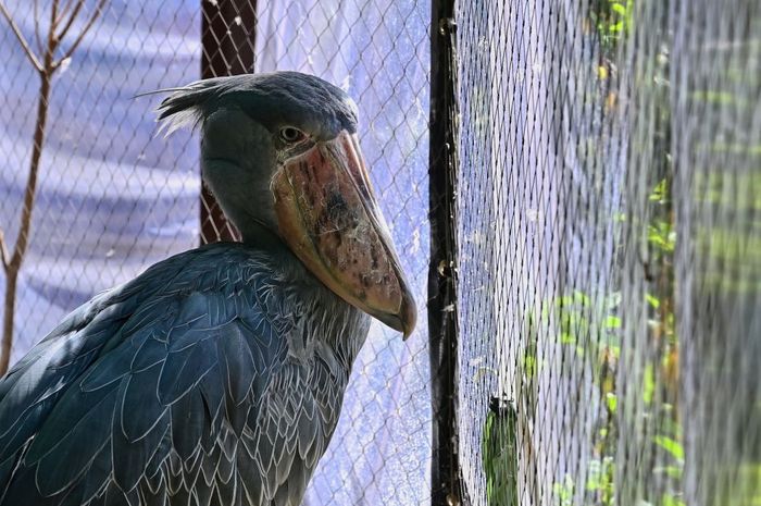 Dikenal Punya Paruh Besar Mencolok, Inilah Fakta Mengejutkan dari Burung Shoebill - Bobo