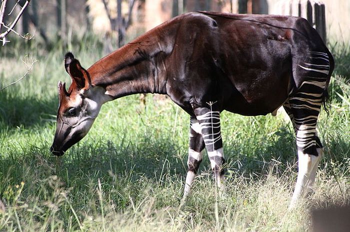10 Fakta Menarik Okapi, Satwa Endemik Kongo yang Kini Terancam Punah - Bobo 10 Fakta Menarik Okapi, Satwa Endemik Kongo yang Kini Terancam Punah - Bobo