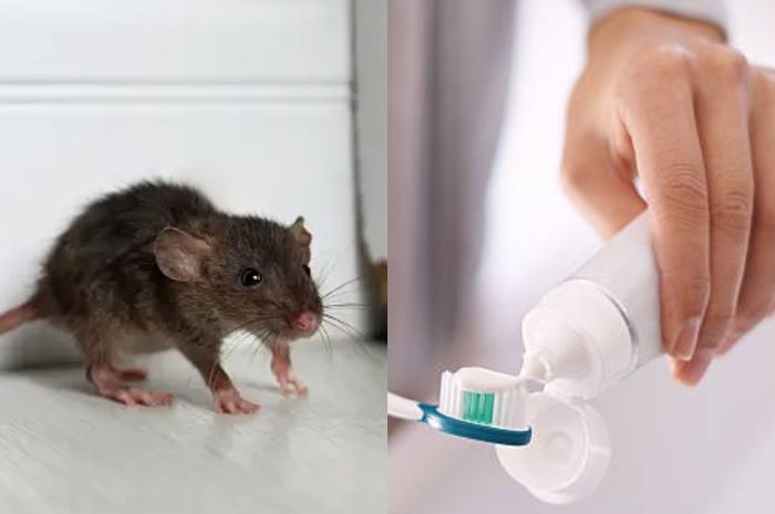 Cara Mudah Mengusir Tikus dari Dapur Cuma Pakai Pasta Gigi, Ampuh Bikin ...