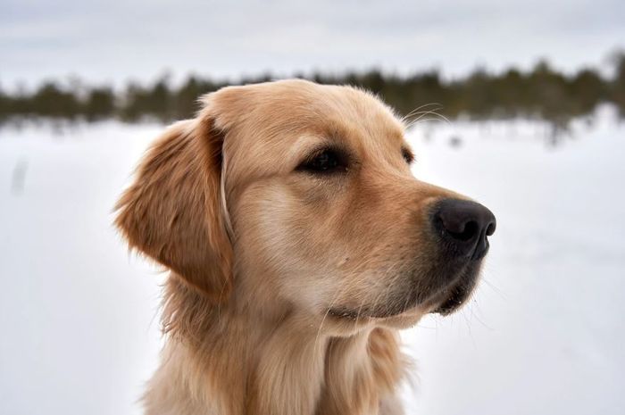 10 Ras Anjing Paling Cerdas di Dunia, Salah Satunya Golden Retriever - Kids