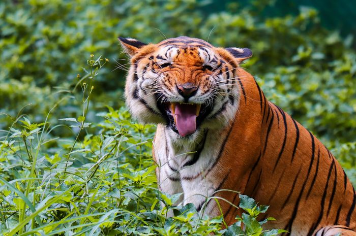 Lokasi Persembunyian Khodam Macan, Hati-hati Saat Menginjakkan Kaki di ... Lokasi Persembunyian Khodam Macan, Hati-hati Saat Menginjakkan Kaki di ...