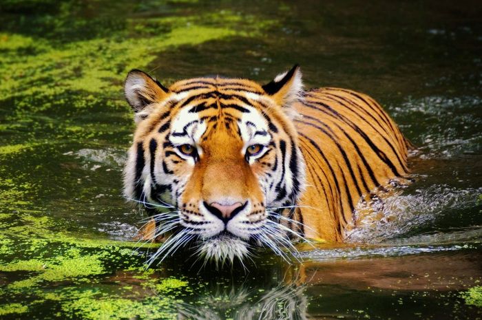 Jadi Harimau Terbesar di Dunia, Seperti Apa Harimau Siberia Itu? - Bobo