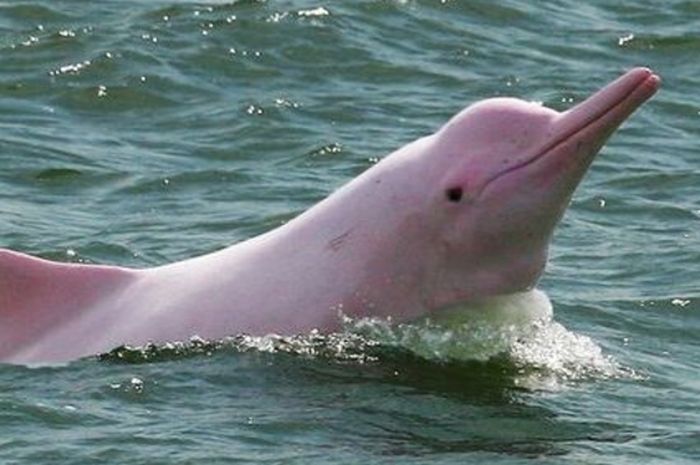 6 Fakta Unik Amazon River Dolphin, Bertubuh Pink hingga Punya Banyak ...