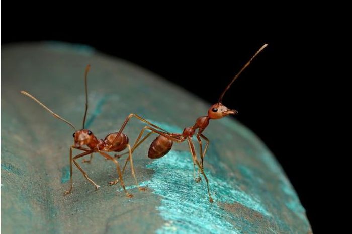 6 Fakta Menarik Semut Peluru, Spesies Semut Terbesar di Dunia - Kids 6 Fakta Menarik Semut Peluru, Spesies Semut Terbesar di Dunia - Kids