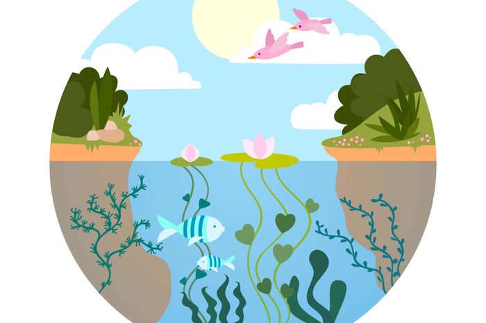 Apa Fungsi Ekosistem bagi Makhluk Hidup? Materi IPA Kelas 4 SD - Bobo