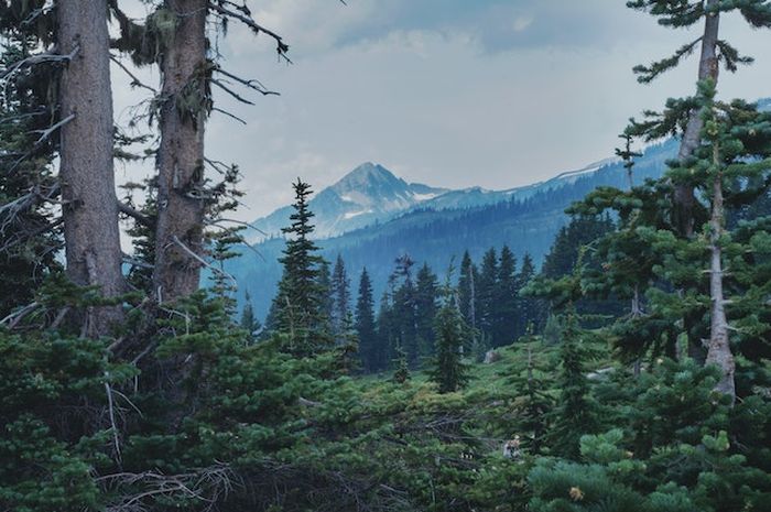 Mengenal Apa Itu Hutan Konifer dan Tumbuhan yang Hidup di Dalamnya ...