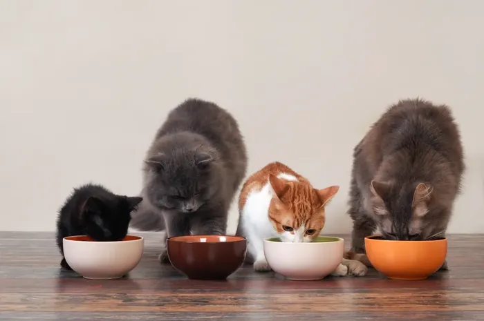 6 Kandungan yang Harus Ada pada Makanan Kucing. Jangan Asal Beli ...