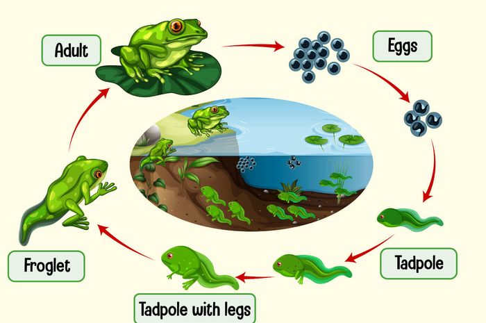 Mengenal Proses Daur Hidup Katak dan Penjelasannya, Materi Kelas 3 SD ... Mengenal Proses Daur Hidup Katak dan Penjelasannya, Materi Kelas 3 SD ...