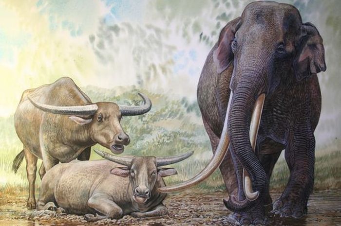 Penemuan Fosil Gajah Purba, Benarkah Musnah Karena Perubahan Iklim ...