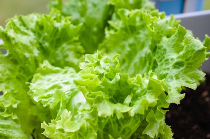 Amankah Pengidap Asam Lambung Makan Sayuran Selada? Cek Penjelasannya ...