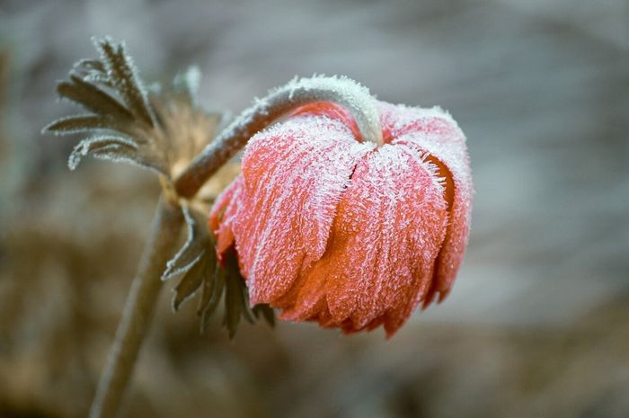 Seperti Salju, Apa Itu Fenomena Alam Embun Es? - Bobo