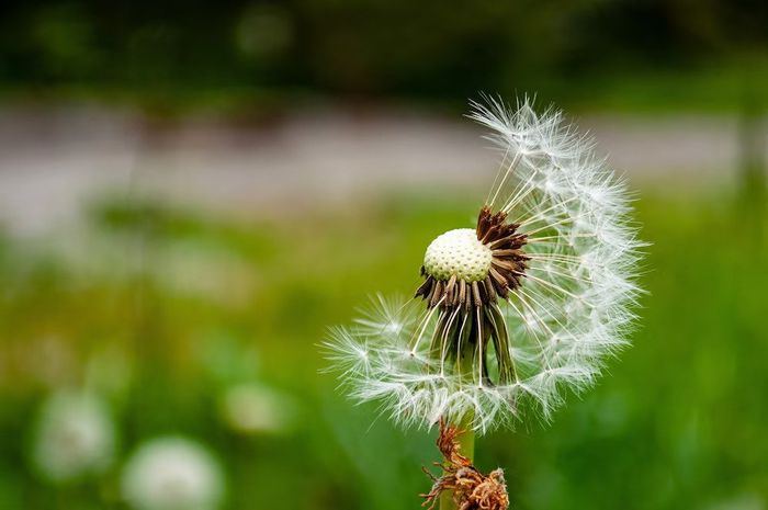 4 Cara Penyebaran Biji pada Tumbuhan: Angin, Air, Hewan, dan Manusia ...