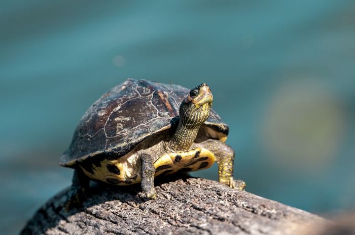 Ternyata Hewan Reptil Dibagi Jadi 4 Jenis Ordo, Siapa Saja Mereka? - Bobo