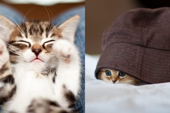 14 Foto Anak Kucing Paling Imut untuk Atasi Bad Mood dan Kesedihan ...