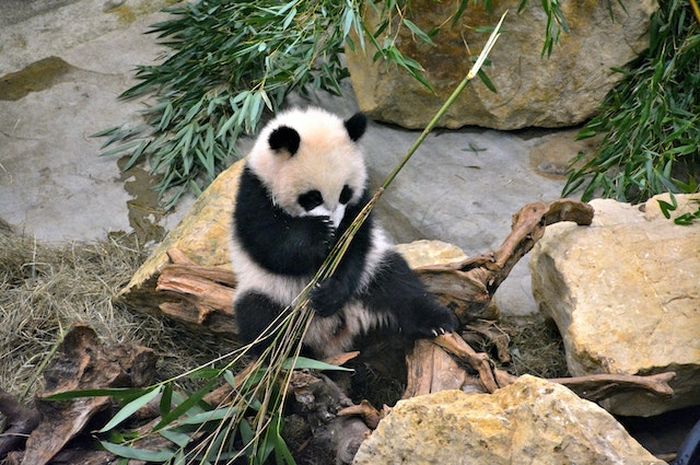 15 Fakta Unik Panda, Hewan Menggemaskan yang Memiliki 6 Jari - Kids