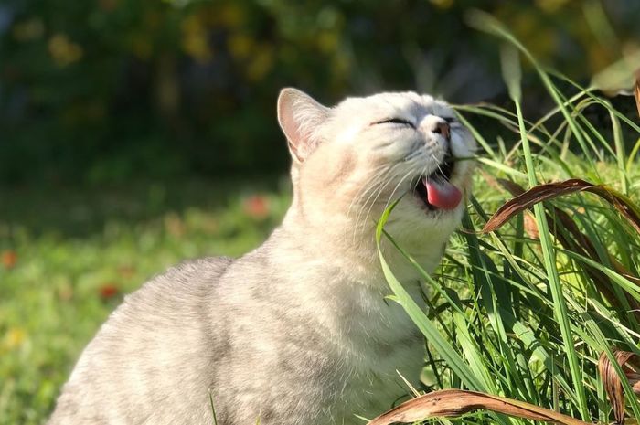 Padahal Hewan Karnivora, Kenapa Kucing Tiba-Tiba Suka Makan Rumput? - Bobo