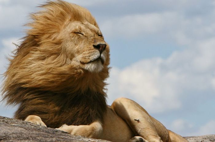 Dunia Hewan: Mengapa Singa Memiliki Surai Lebat di Lehernya? - National ...