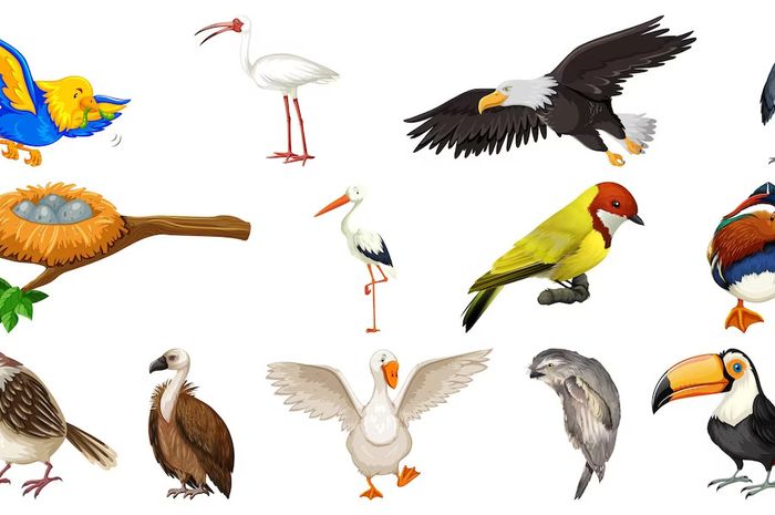 Mengenal Jenis-Jenis Burung Lovebird yang Memiliki Bulu Indah - Kids