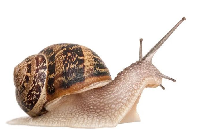 Apa yang Membuat Siput Bergerak dengan Sangat Lamban? #AkuBacaAkuTahu ...