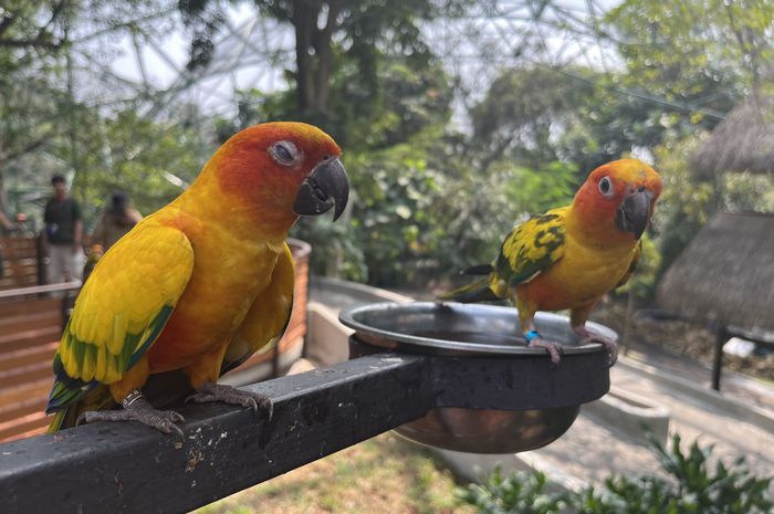 Mengenal Jenis-Jenis Burung Lovebird yang Memiliki Bulu Indah - Kids