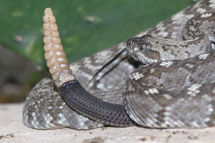 Dunia Hewan: Mengapa Ular Derik Mengeluarkan Suara dari Ekornya ...