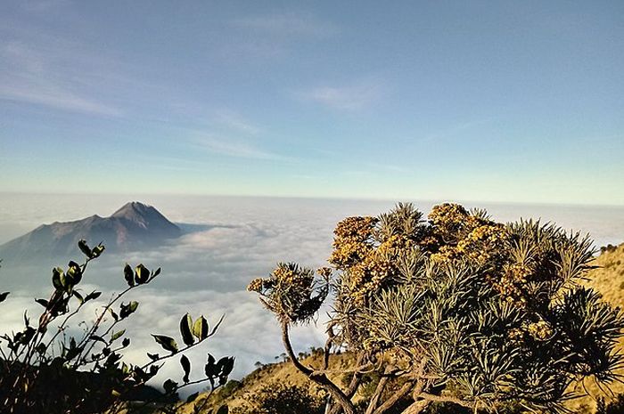15 Fakta Menarik Taman Nasional Gunung Ciremai yang Dulunya Berupa Hutan Lindung - Kids