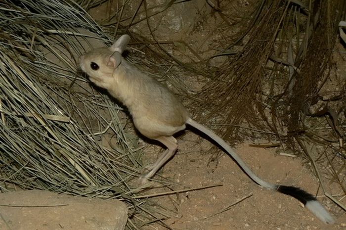 5 Fakta Unik Jerboa, Hewan Kecil Mirip Tikus dengan Kaki Panjang - Bobo