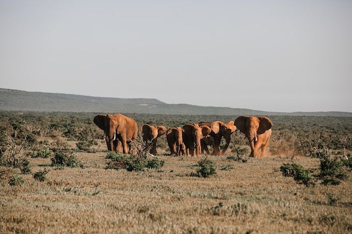 Apa Perbedaan Cagar Alam dan Cagar Biosfer? #AkuBacaAkuTahu - Kids