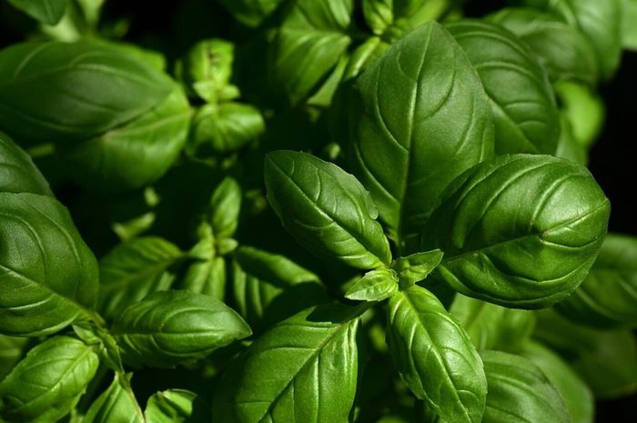 Mengenal Struktur dan Berbagai Fungsi dari Daun, Materi Biologi - Bobo