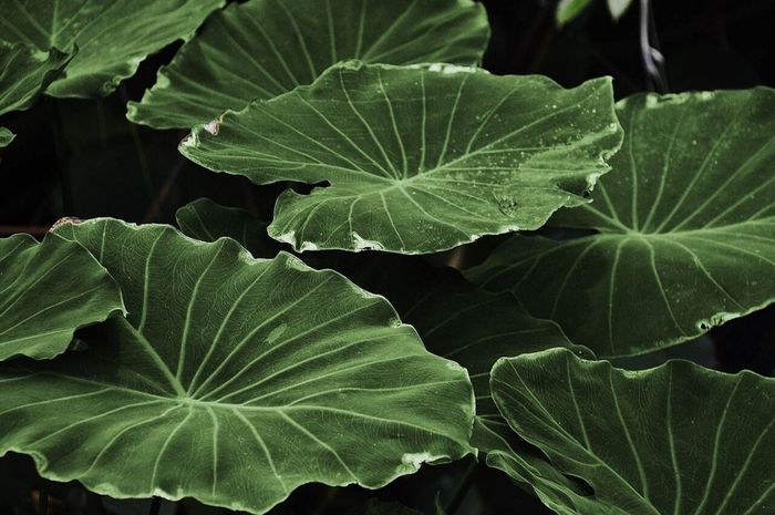 Mengenal Macam Daun Berdasarkan Susunannya, Ada Menyirip hingga Sejajar ...