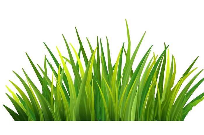 5 Cara Rumput Teki Berkembang Biak, Salah Satunya Menggunakan Geragih ...